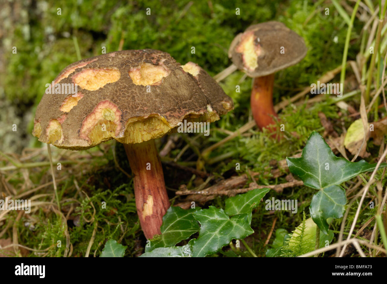 Red Cracking Bolete, Boletus chrysenteron, fungi in mixed woodland ...