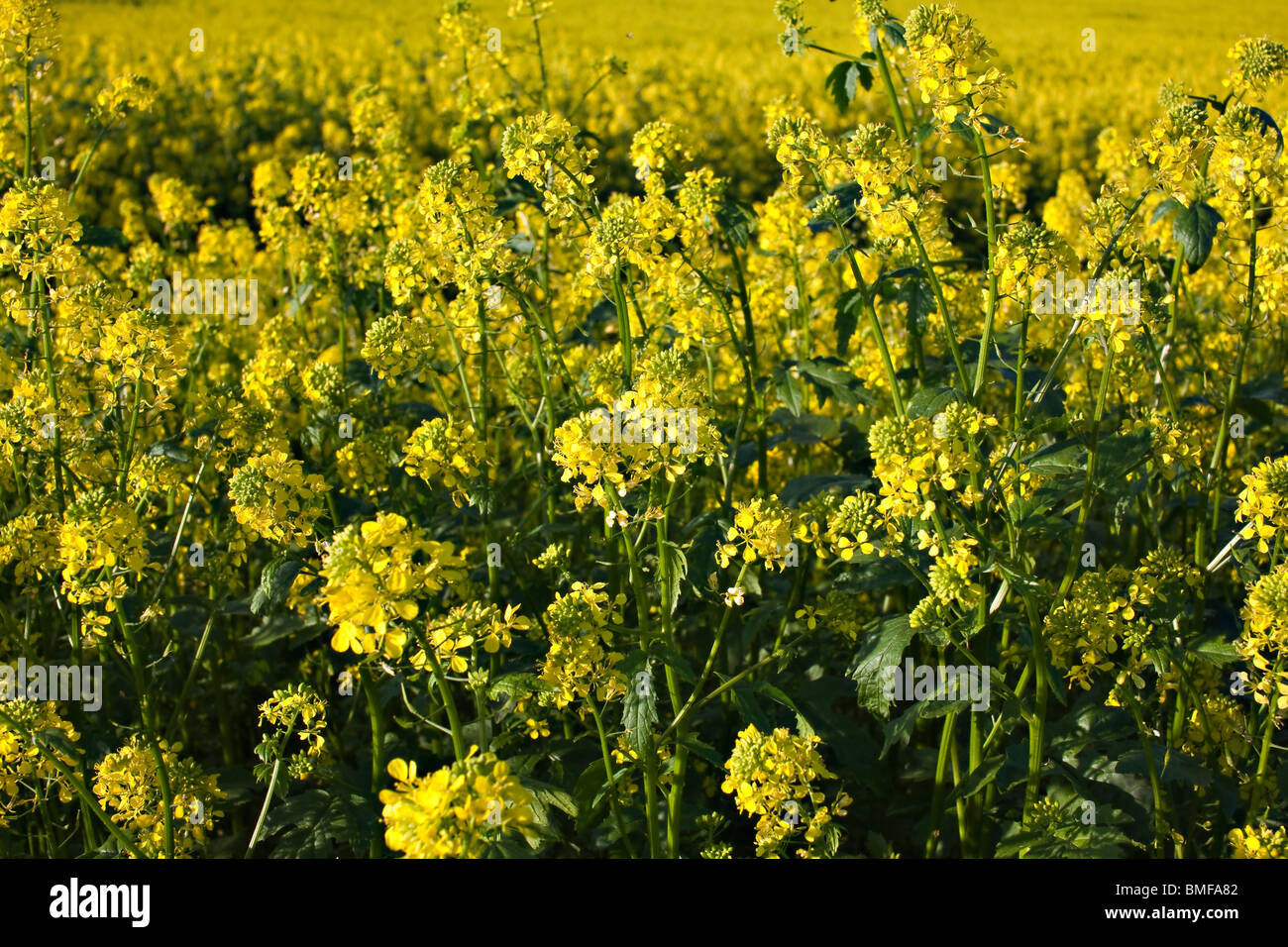 Rape plant and rape field - plant detail Stock Photo - Alamy