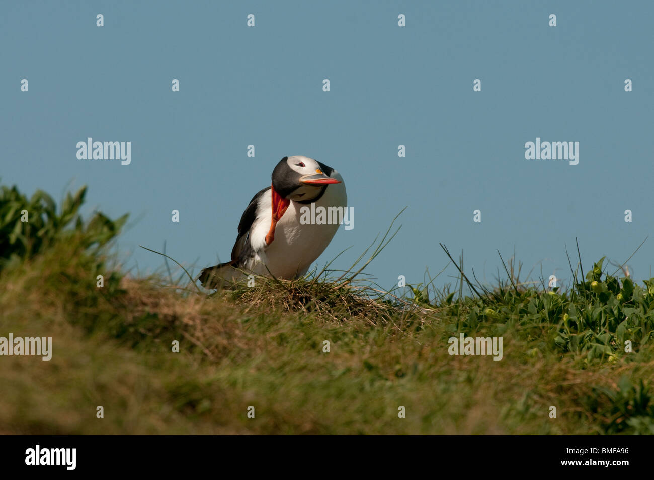 Puffin scratching ear Stock Photo - Alamy