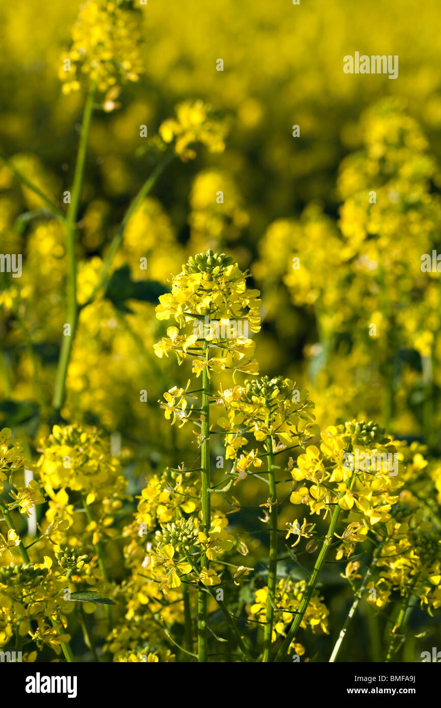 Rape plant and rape field - plant detail Stock Photo - Alamy