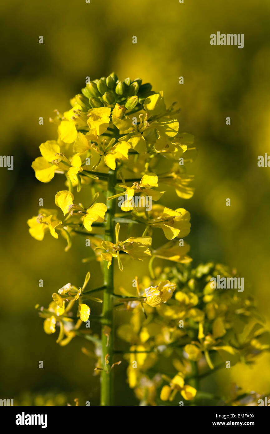 Rape plant and rape field - plant detail Stock Photo - Alamy