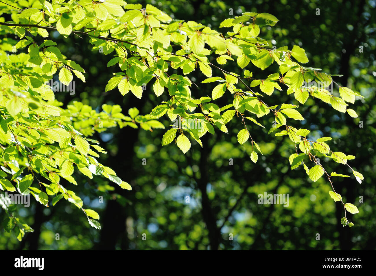 Backlit branch of a beech tree in a wood Stock Photo - Alamy