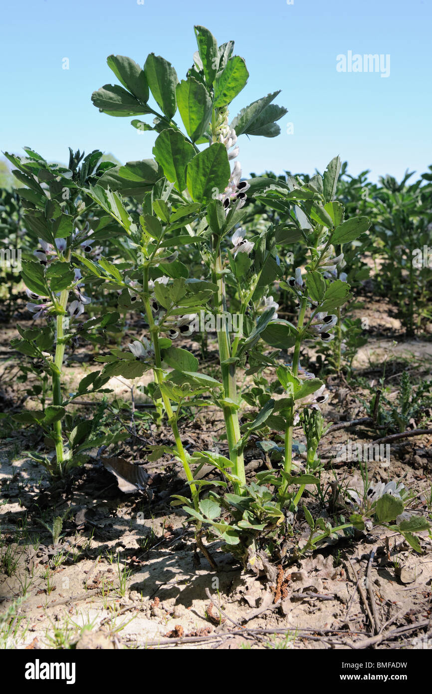 Broad beans plant hi-res stock photography and images - Alamy