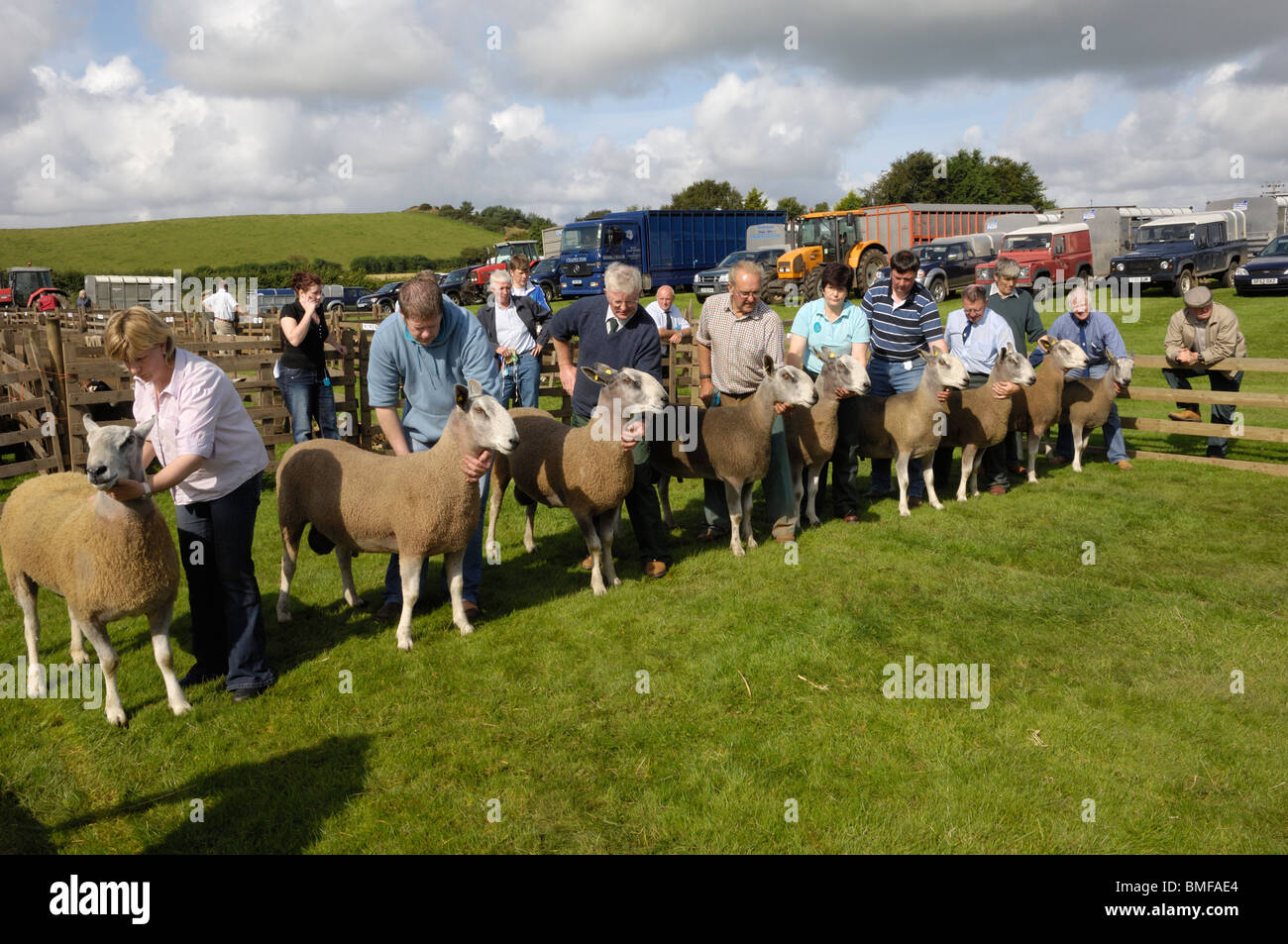 Blue faced leicester sheep hi-res stock photography and images - Alamy