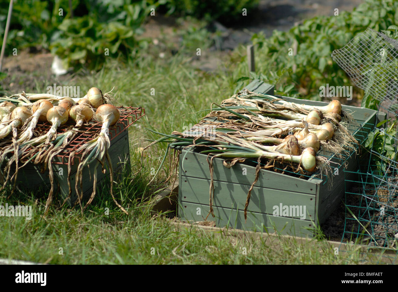 Keeping onions hi-res stock photography and images - Alamy