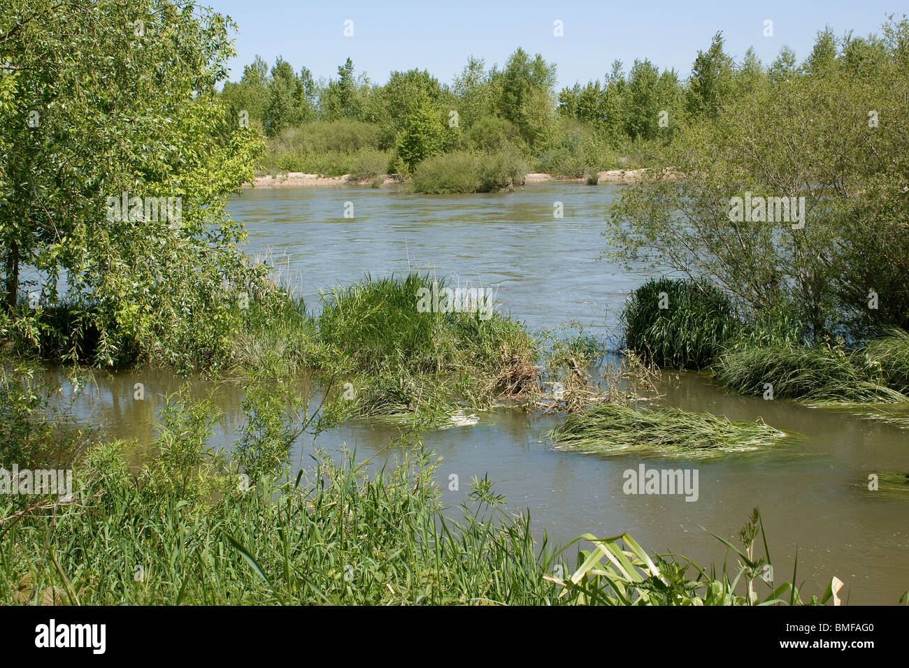 photograph of a river or a river bordered of trees and vegetations ...