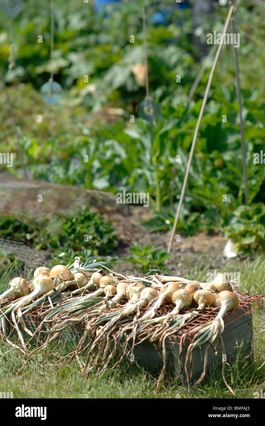 Onions drying in the hot sun Stock Photo - Alamy