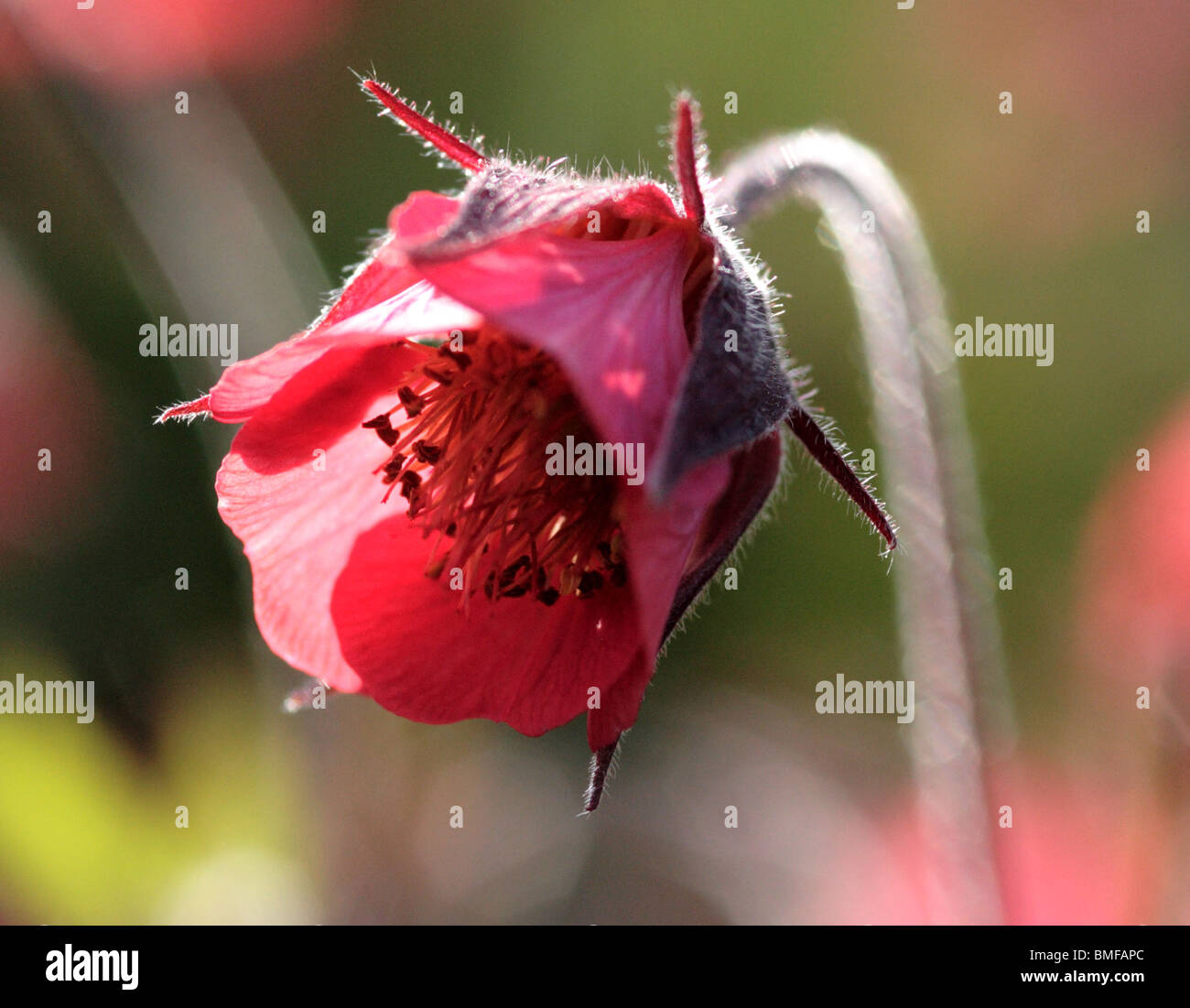 Single Red Geum Flower Stock Photo - Alamy