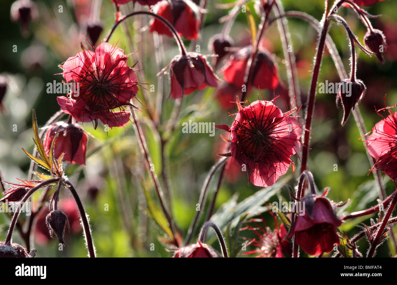 Red Geum Flowers Stock Photo - Alamy