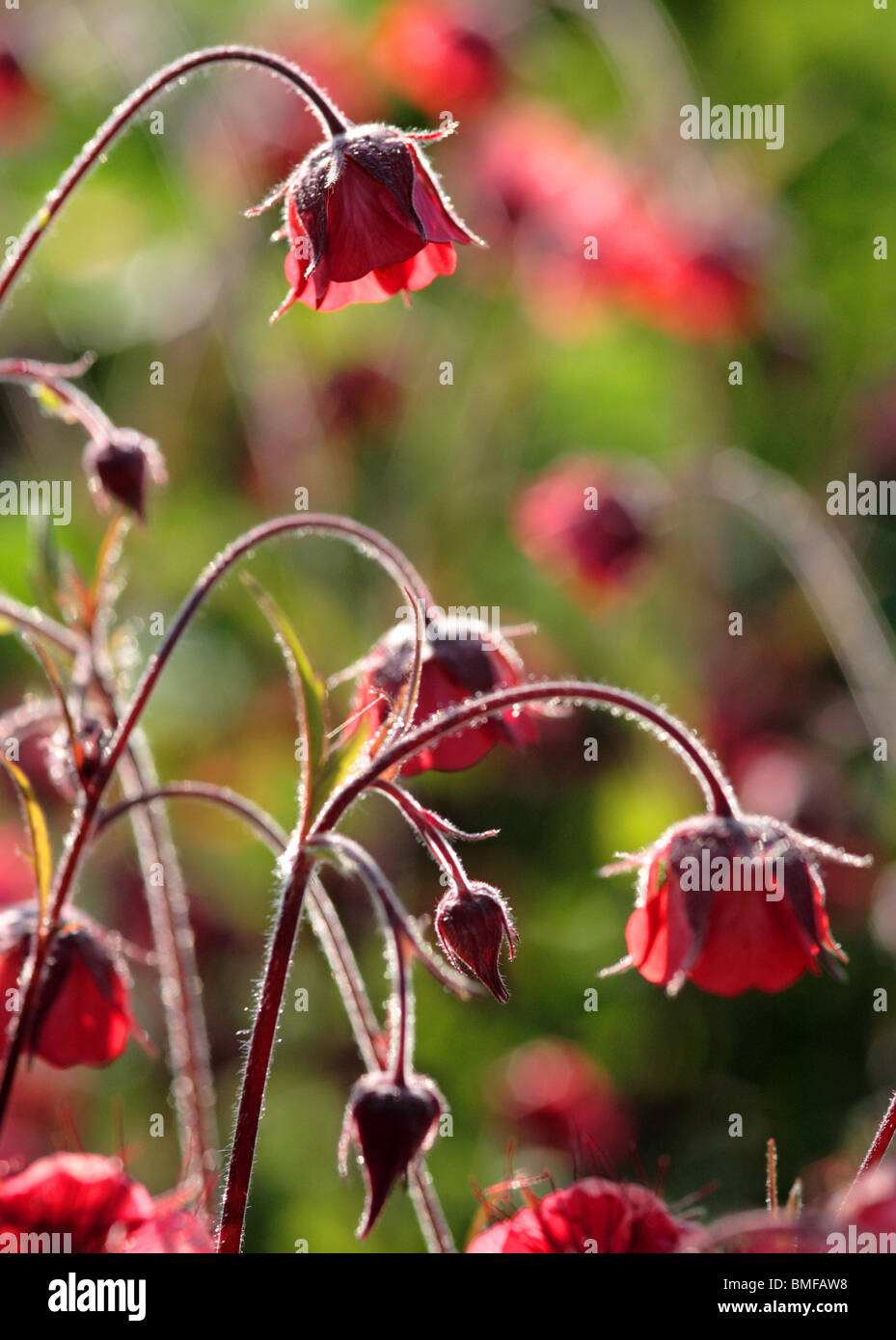 Geum summer backlit hi-res stock photography and images - Alamy