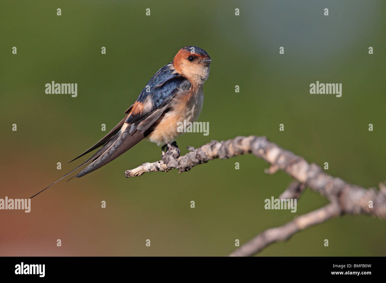 Red rumped Swallow Cecropis daurica, adult in spring Stock Photo - Alamy