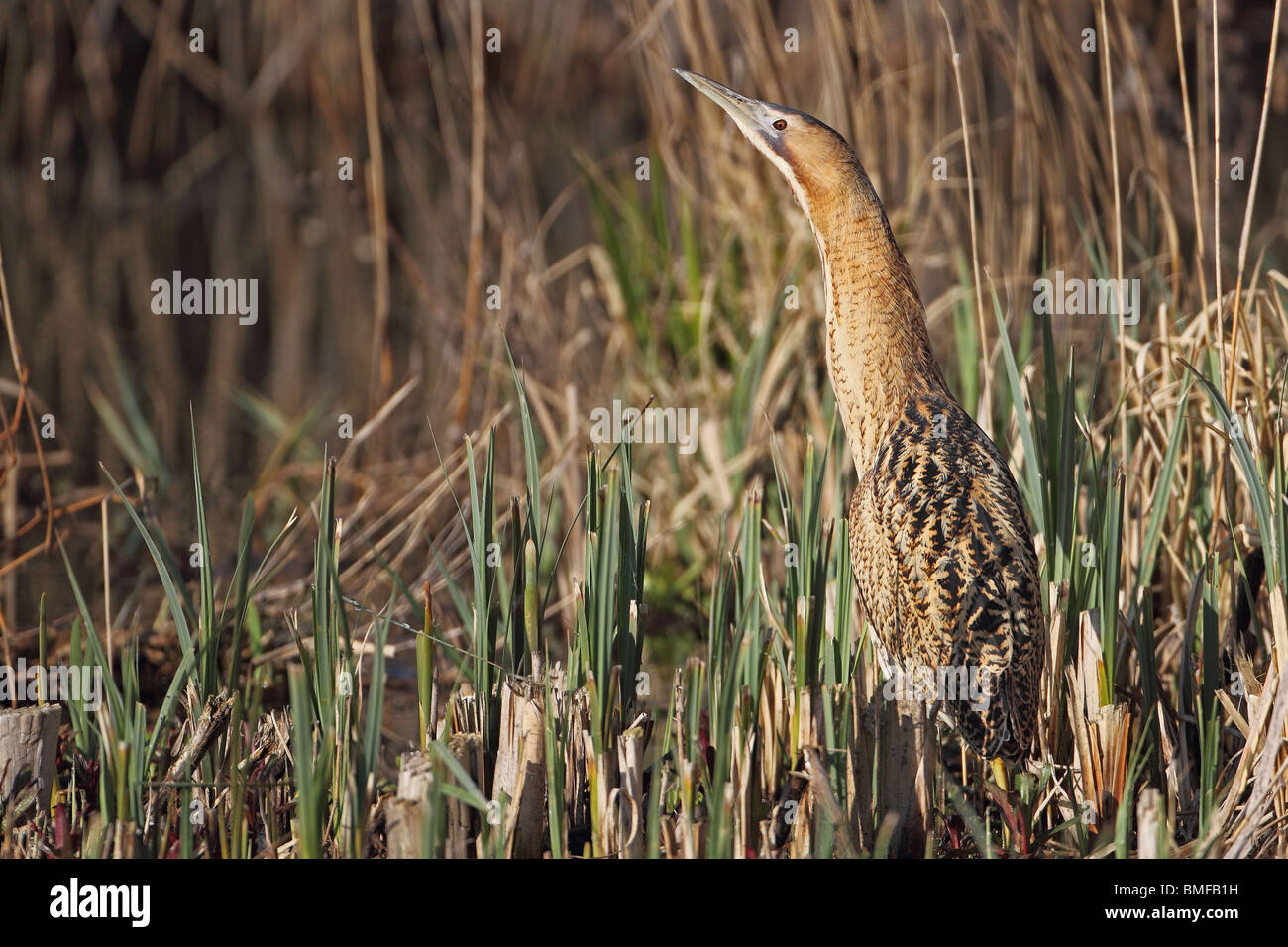 Bittern (Botaurus stellaris Stock Photo - Alamy