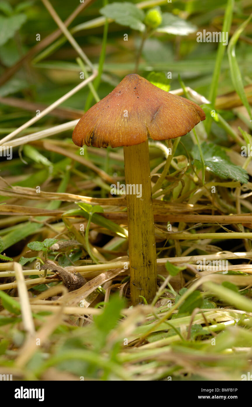 Blackening Waxcap, Hygrocybe conica, fungi in mixed woodland Stock ...
