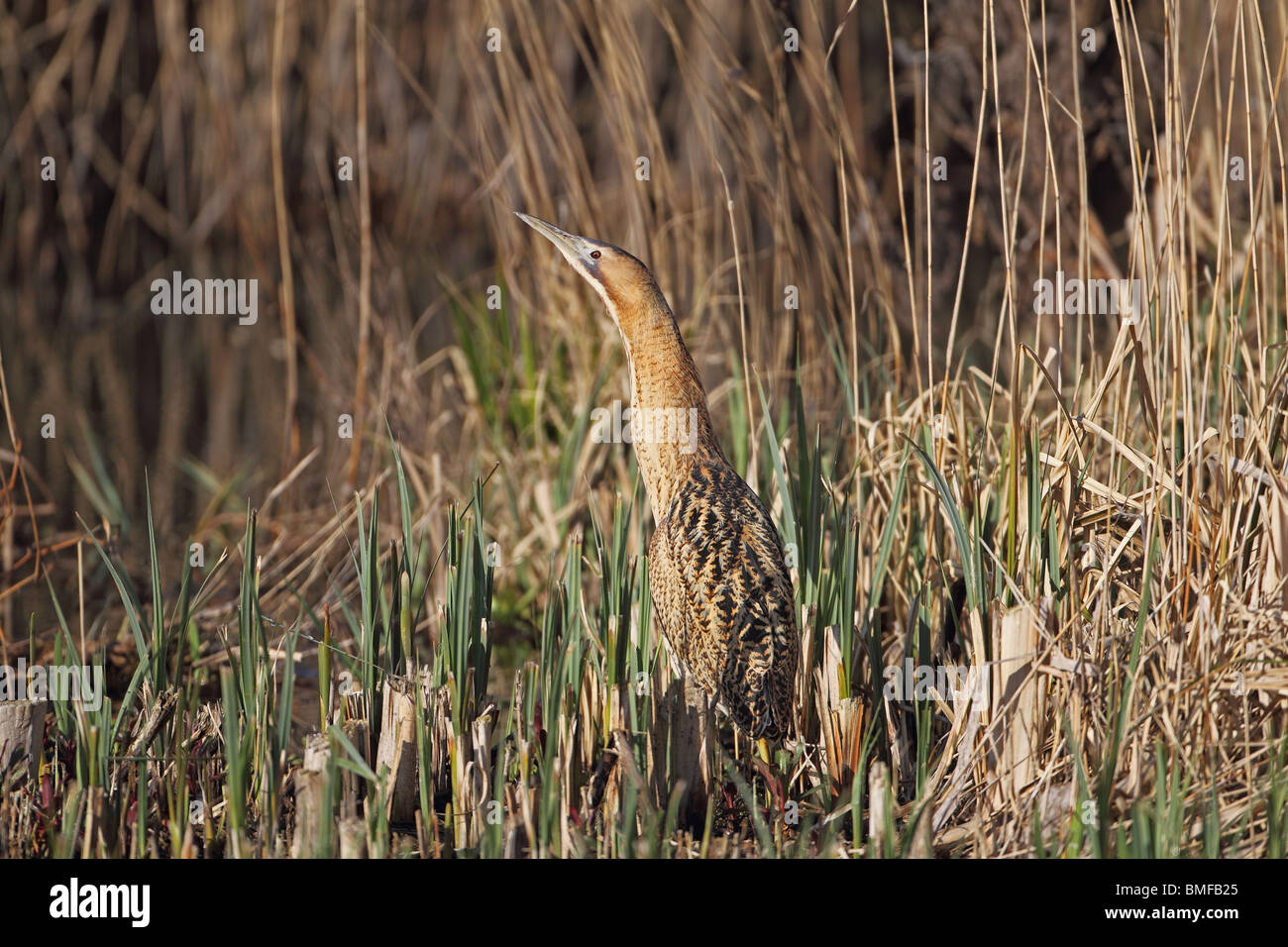 Bittern (Botaurus stellaris Stock Photo - Alamy