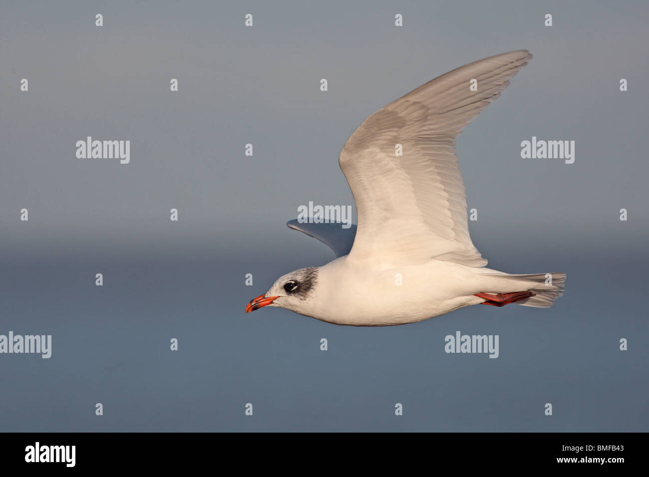 Mediterranean gull uk hi-res stock photography and images - Alamy