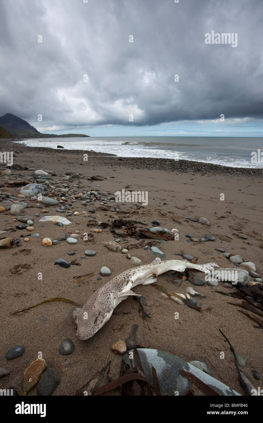Dead dogfish hi-res stock photography and images - Alamy