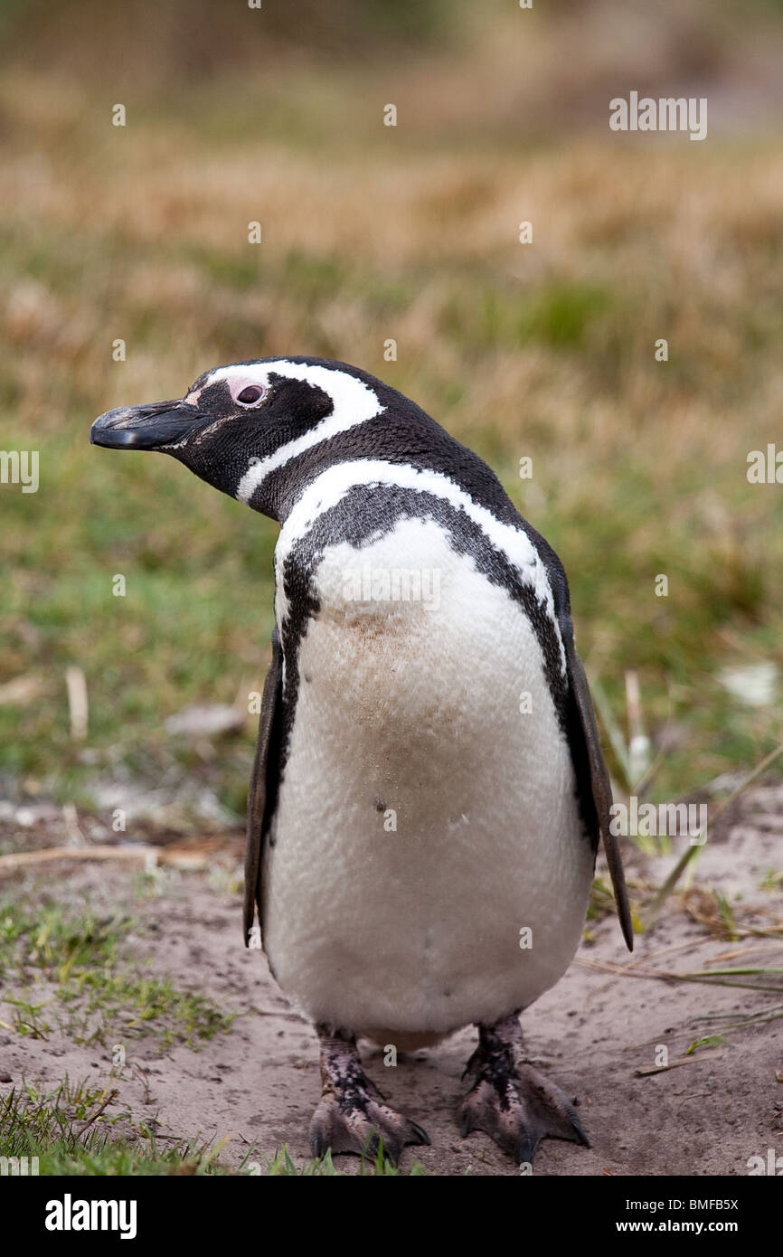 Magellan (Jackass) Penguin at Gypsy Cove, Falkland Islands Stock Photo ...