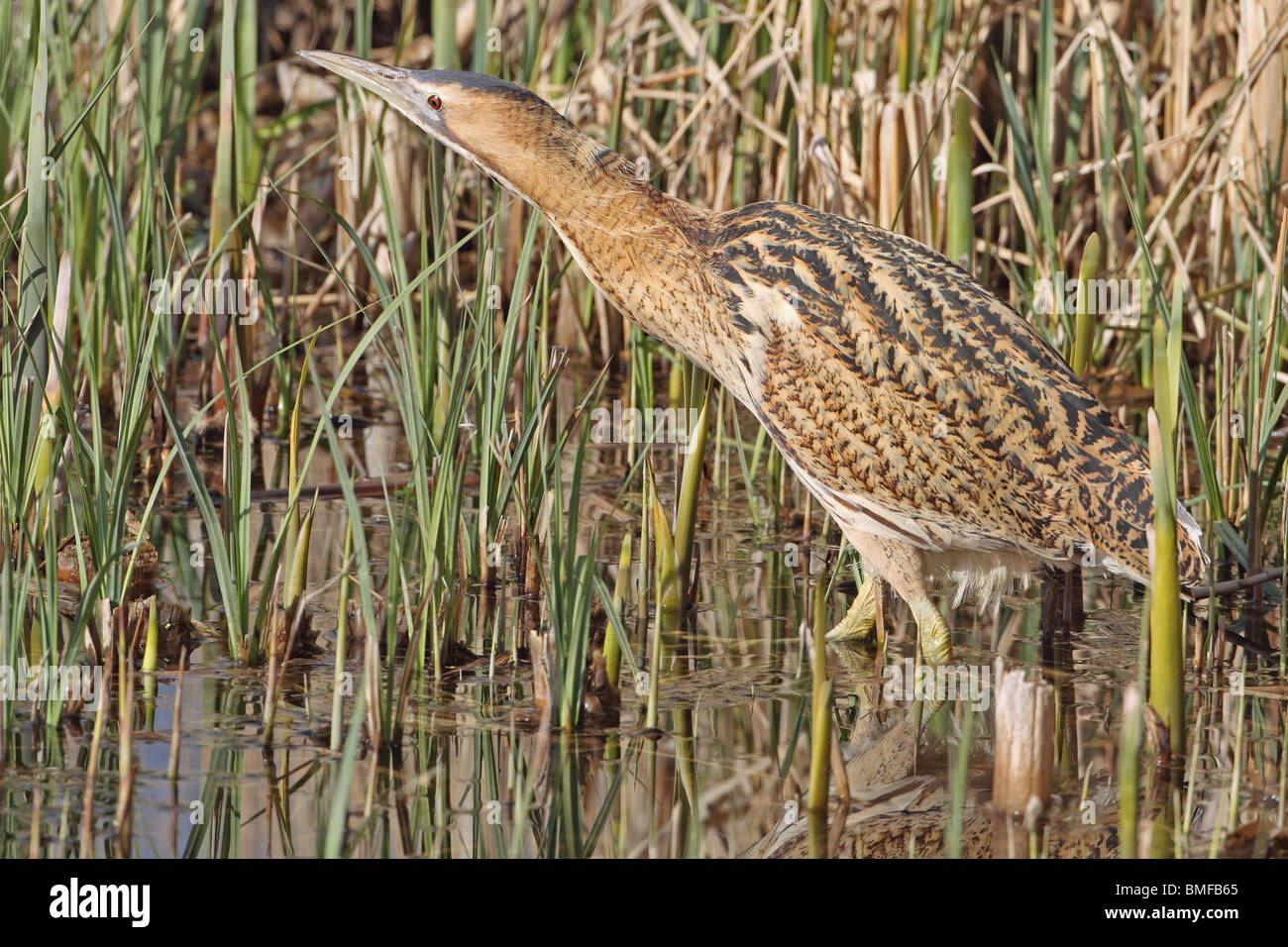 Bittern (Botaurus stellaris Stock Photo - Alamy