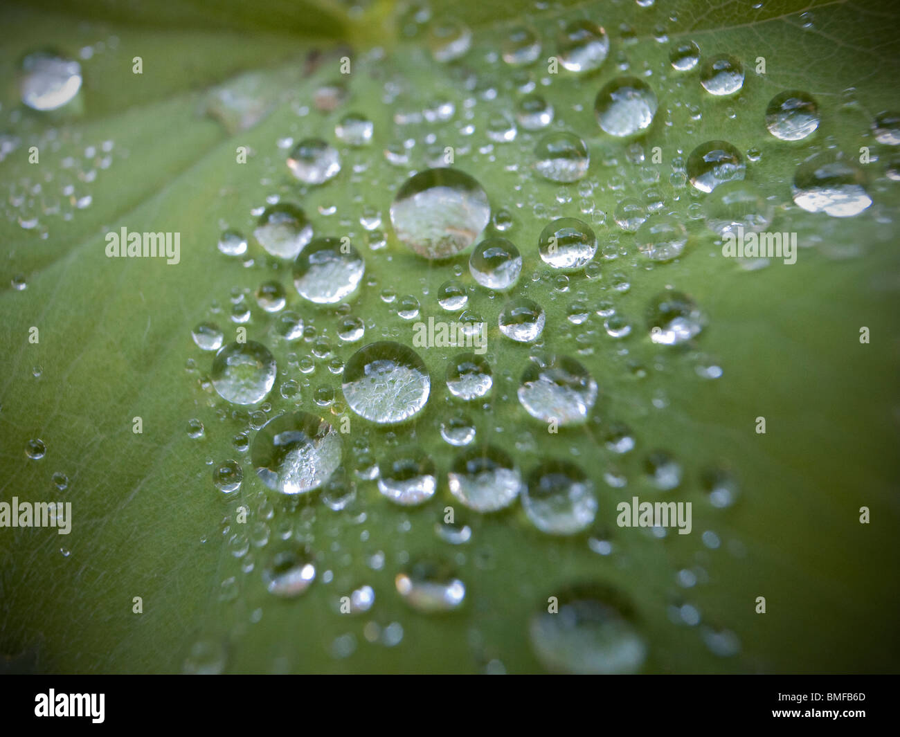 dew drops, rain drops, close up Stock Photo - Alamy