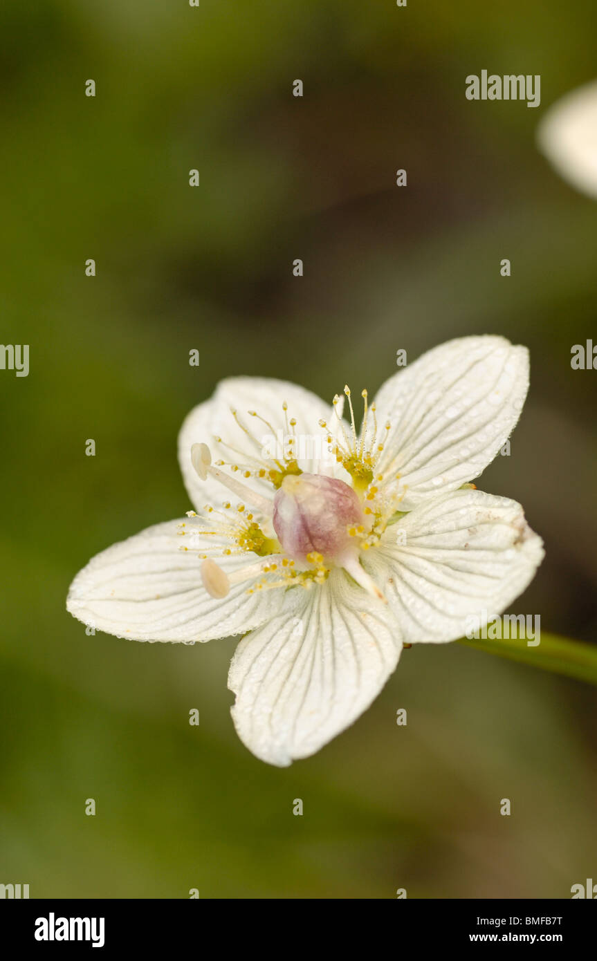 Grass-of-Parnassus, Parnassia palustris, wildflower in wetland marsh ...