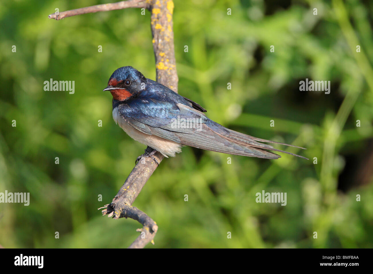 Adult Barn Swallow photographed while resting up on migration through ...