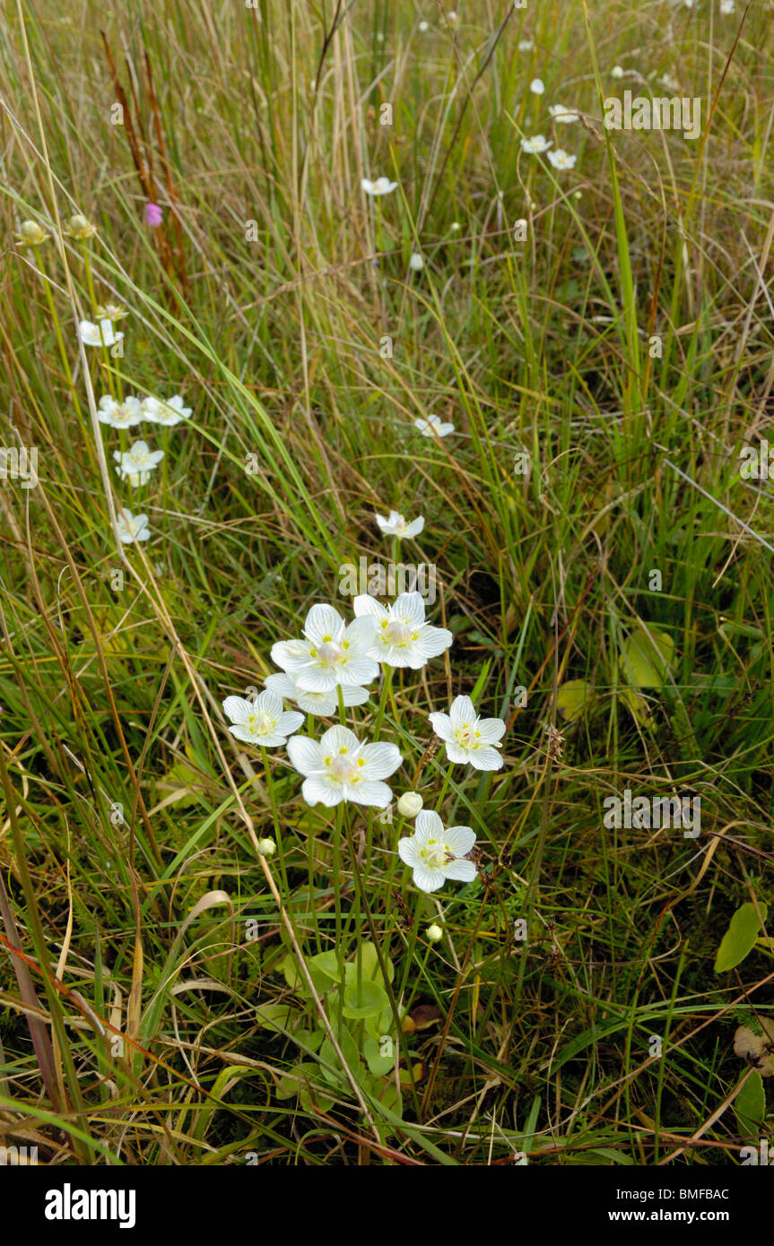 Grass-of-Parnassus, Parnassia palustris, Wildflower Stock Photo - Alamy
