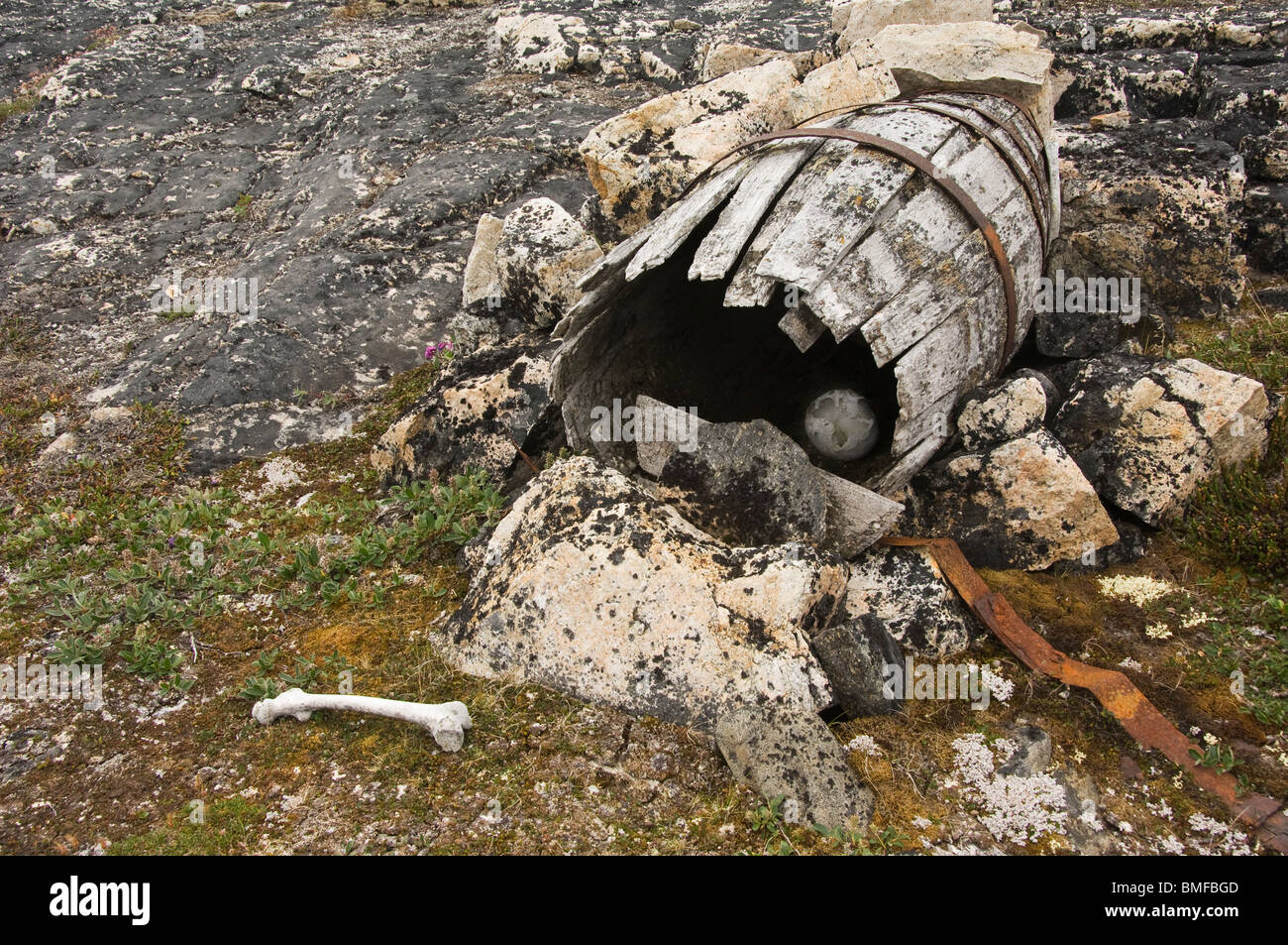 Bowhead whale skull High Resolution Stock Photography and Images - Alamy