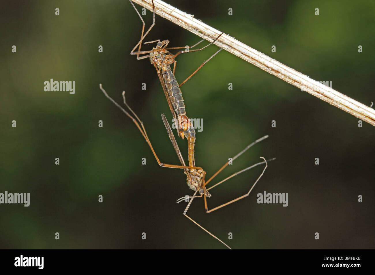 Crane flies mating hi-res stock photography and images - Alamy