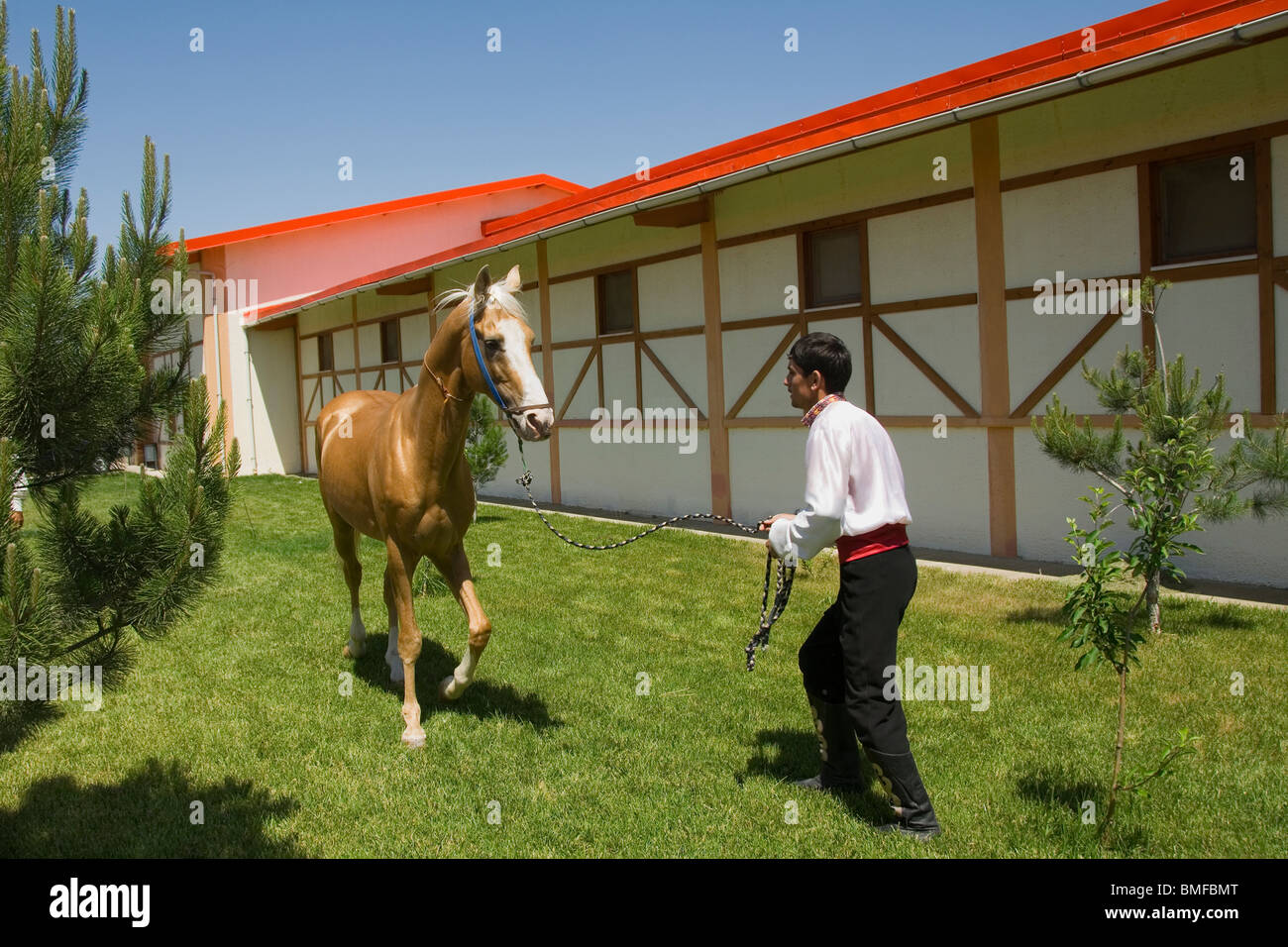 Akhal-Teke horse in a stud farm, Ashgabat, Turkmenistan Stock Photo - Alamy
