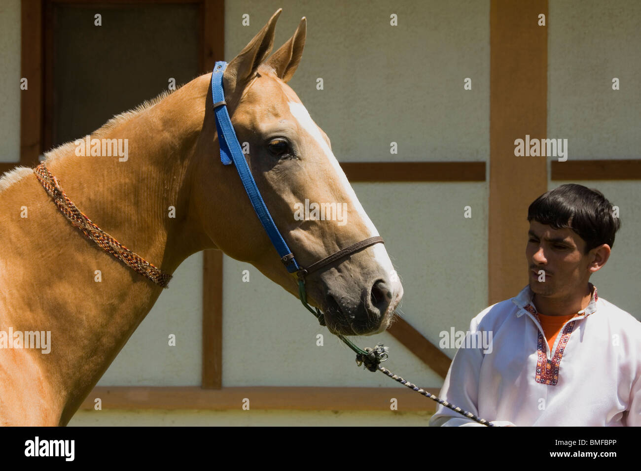 Akhal teke in stud farm ashgabat hi-res stock photography and images ...