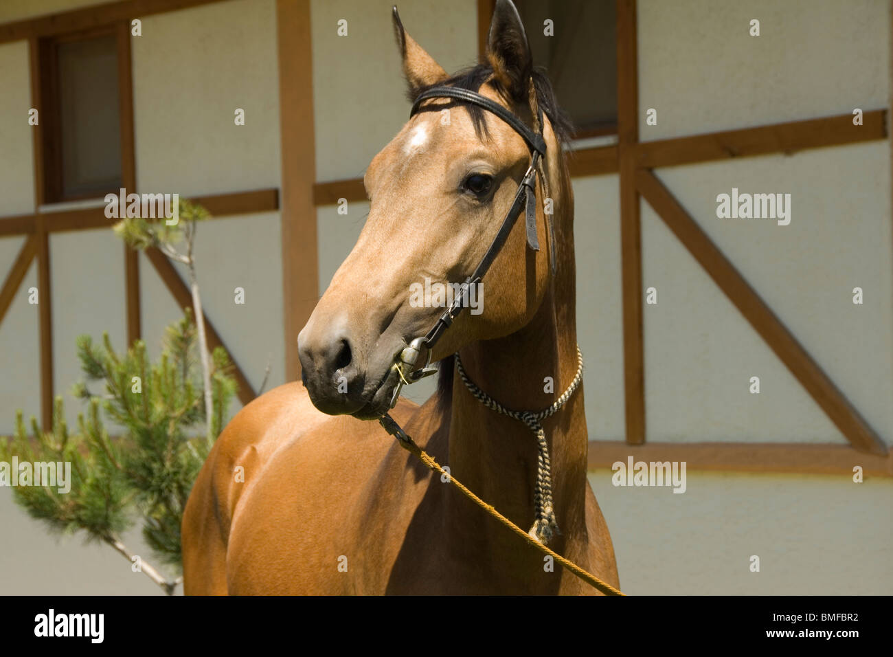 Akhal teke horse portrait hi-res stock photography and images - Alamy