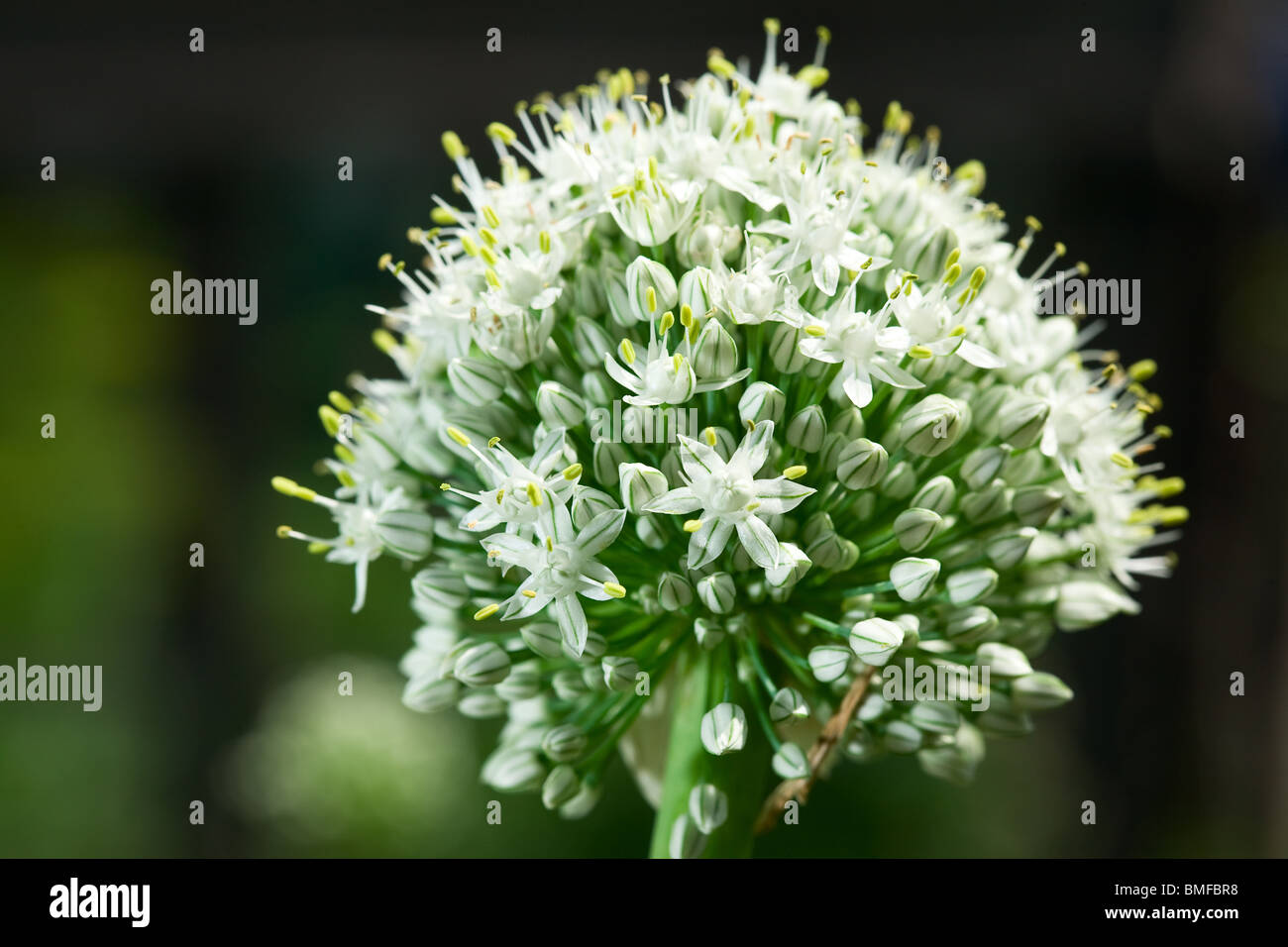 Inflorescentia of onion Stock Photo - Alamy