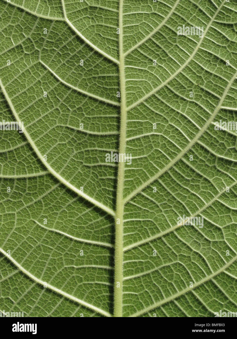 texture of tree leaf Stock Photo - Alamy