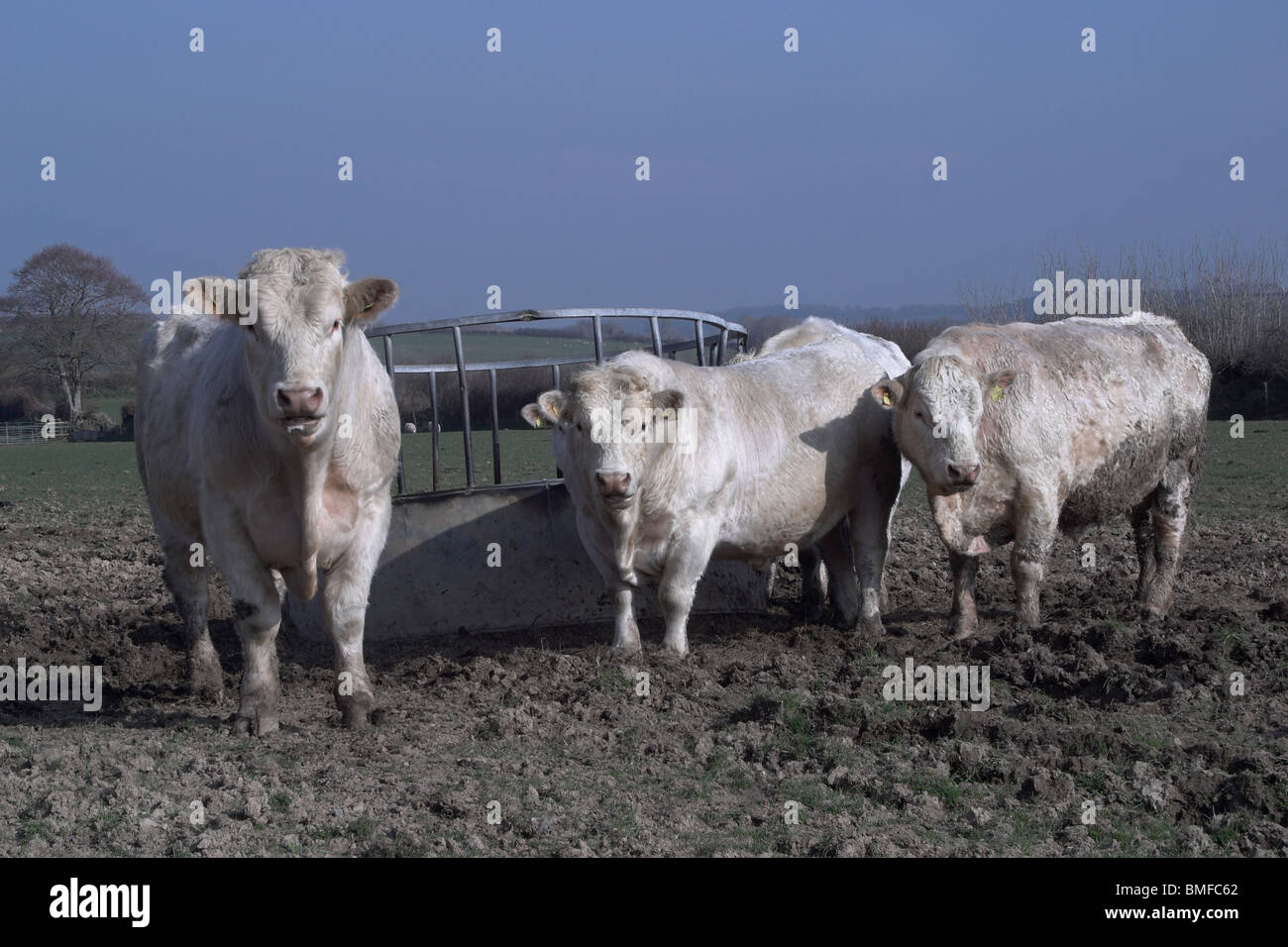 Cows. Somerset. England Stock Photo - Alamy