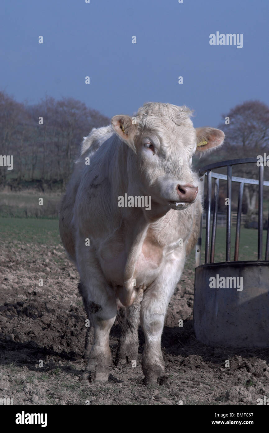Cow. Somerset. England Stock Photo - Alamy