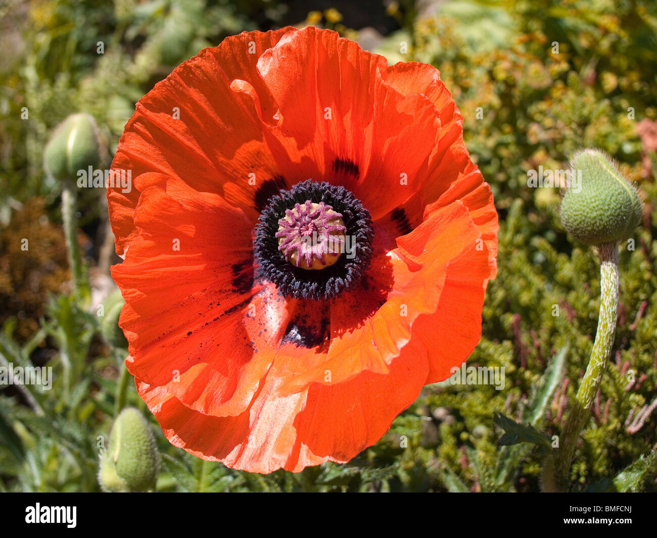 Unopened poppy hi-res stock photography and images - Alamy