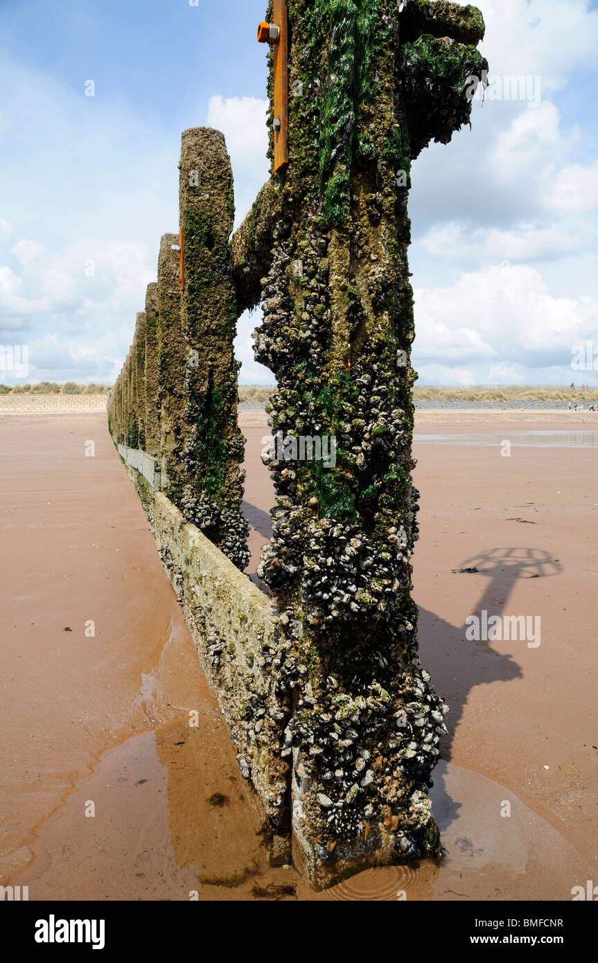 A barnacle encrusted wooden sea defence on Dawlish Warren beach Stock ...