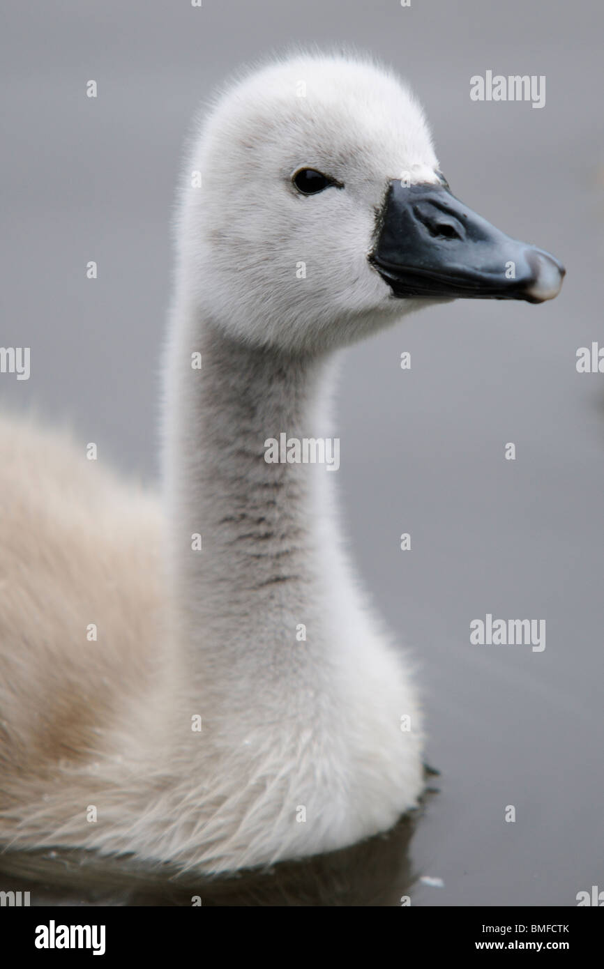 Sygnet hi-res stock photography and images - Alamy