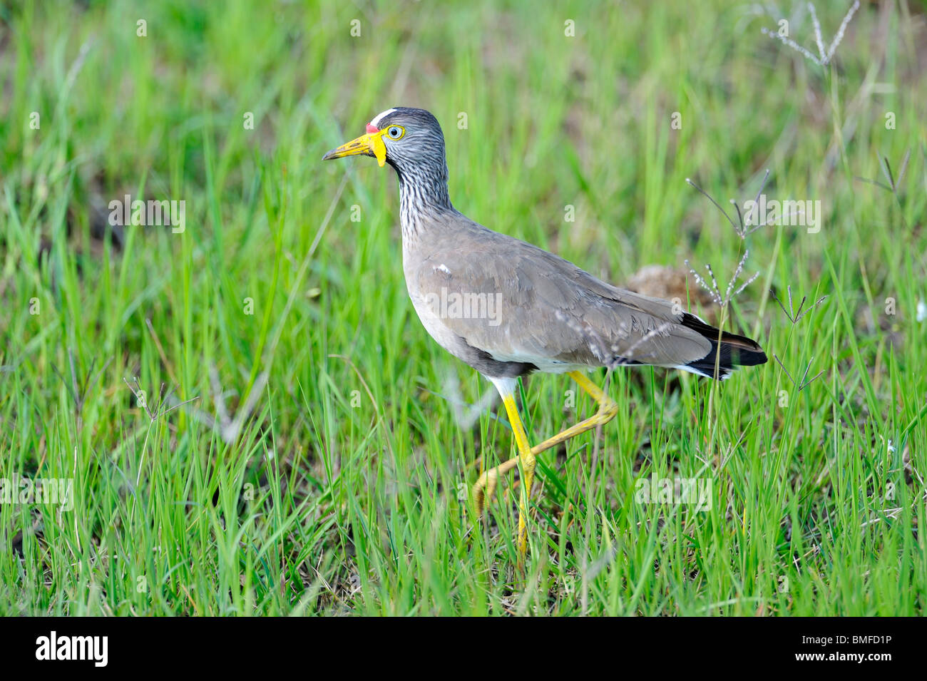 African wattled vanellus senegallus hi-res stock photography and images ...