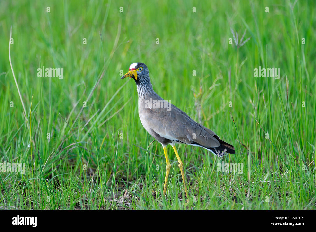 African plover hi-res stock photography and images - Alamy