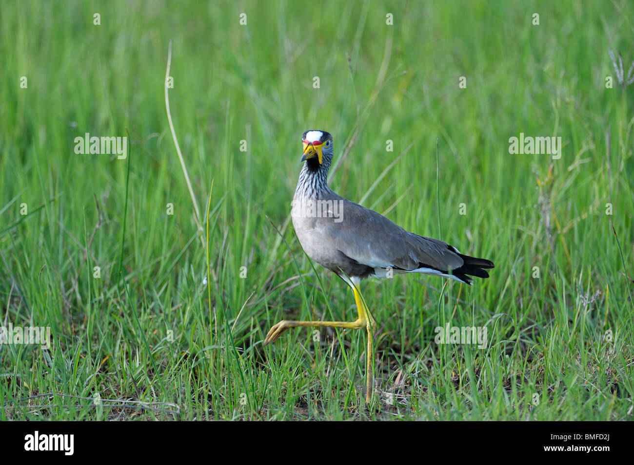 African Wattled Plover, Vanellus senegallus, Masai Mara National ...
