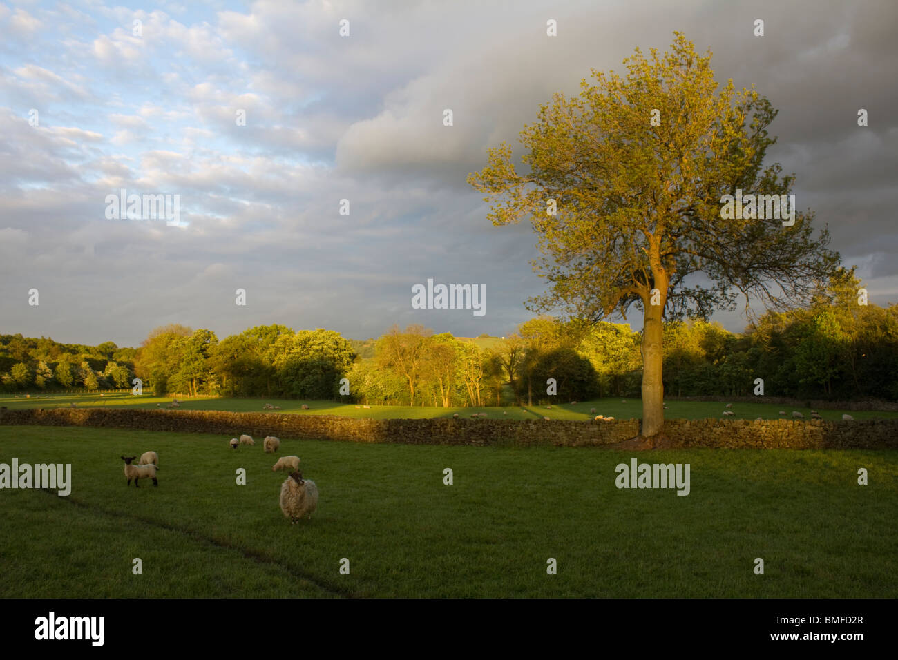 Evening view of countryside around summerbridge hi-res stock ...