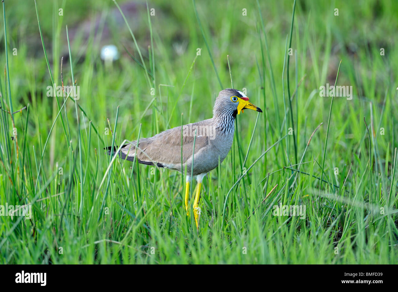 African Wattled Plover, Vanellus senegallus, Masai Mara National ...