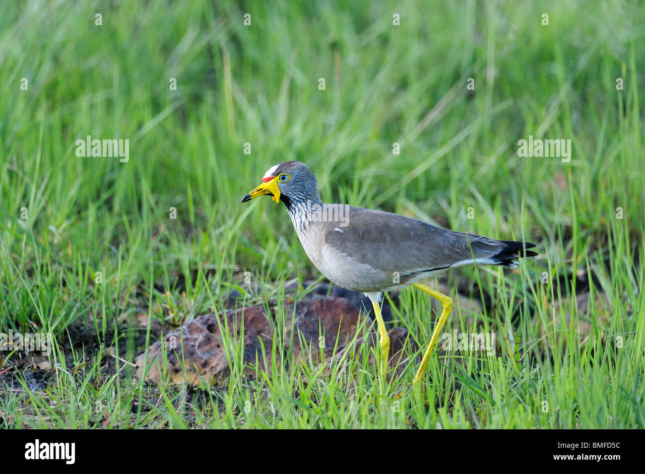 African Wattled Plover, Vanellus senegallus, Masai Mara National ...