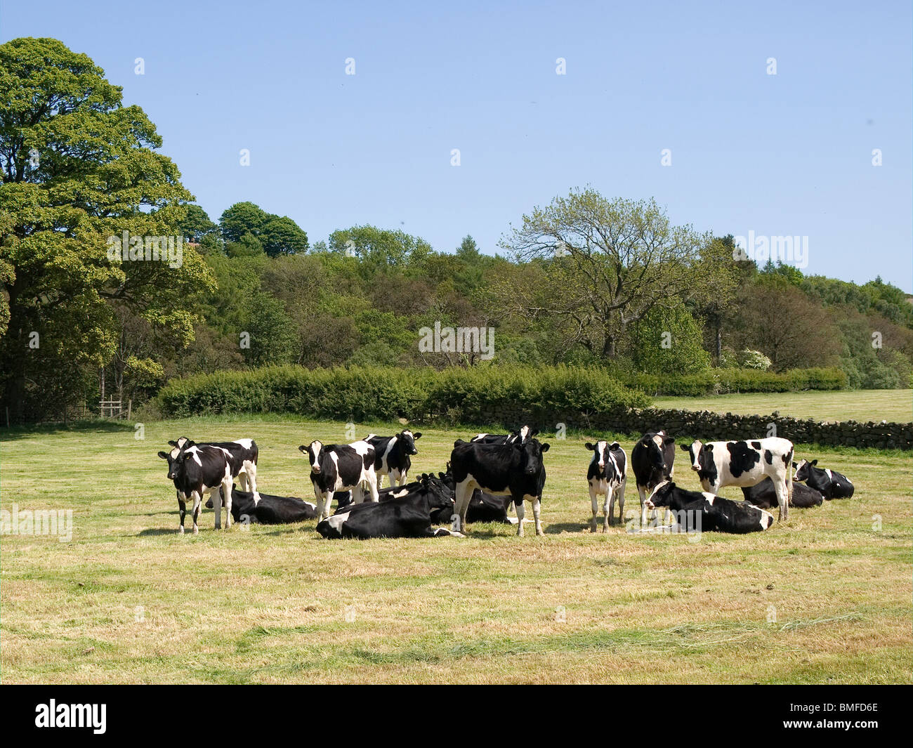 Freisien cow hi-res stock photography and images - Alamy