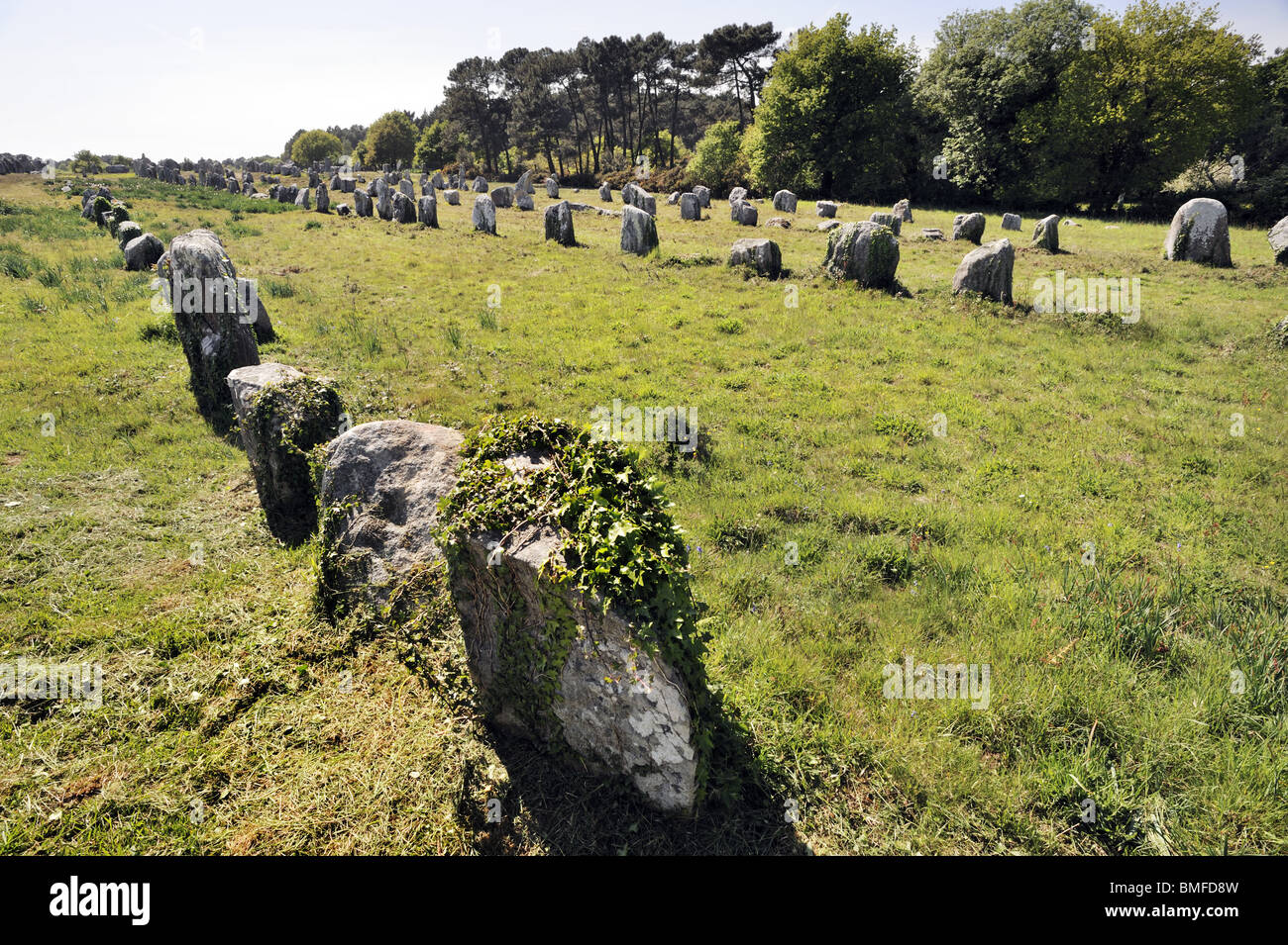 Lines of standing stones at Carnac, Brittany, France Stock Photo - Alamy