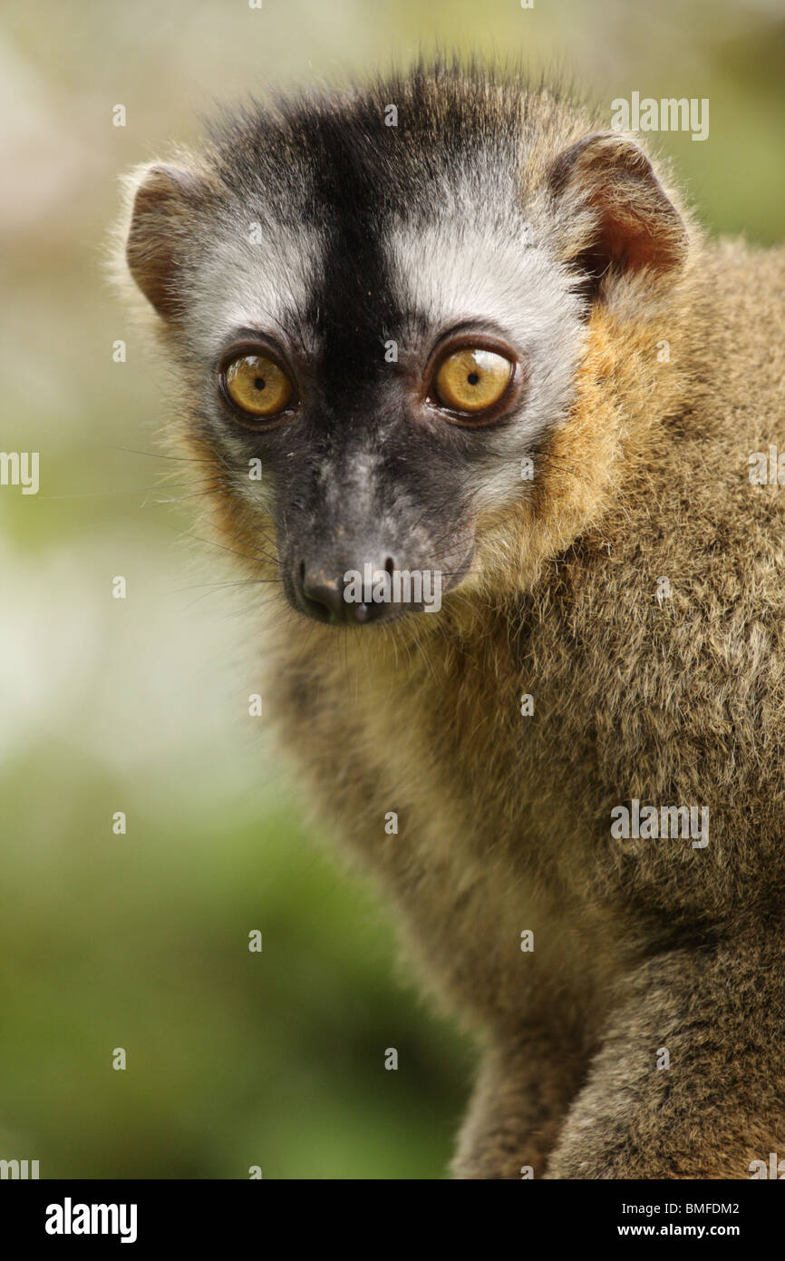 Red Fronted Lemur Stock Photo - Alamy