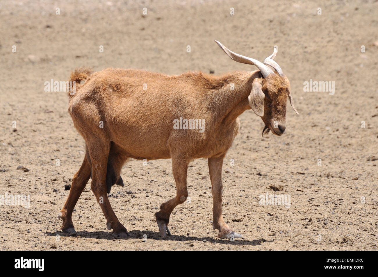 Goat farming spain hi-res stock photography and images - Alamy