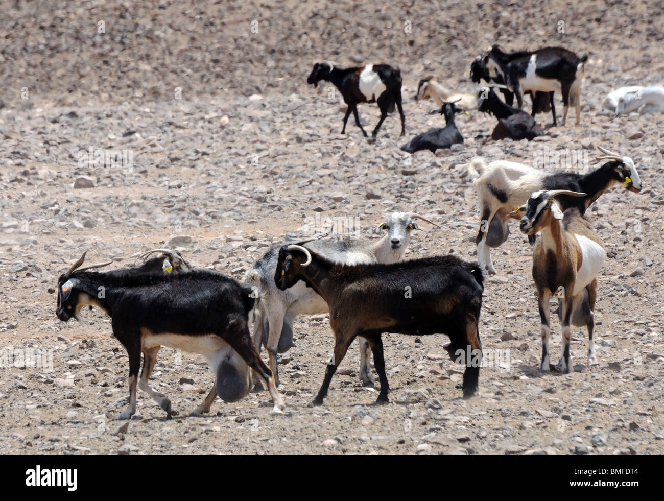 Canary goats hi-res stock photography and images - Alamy
