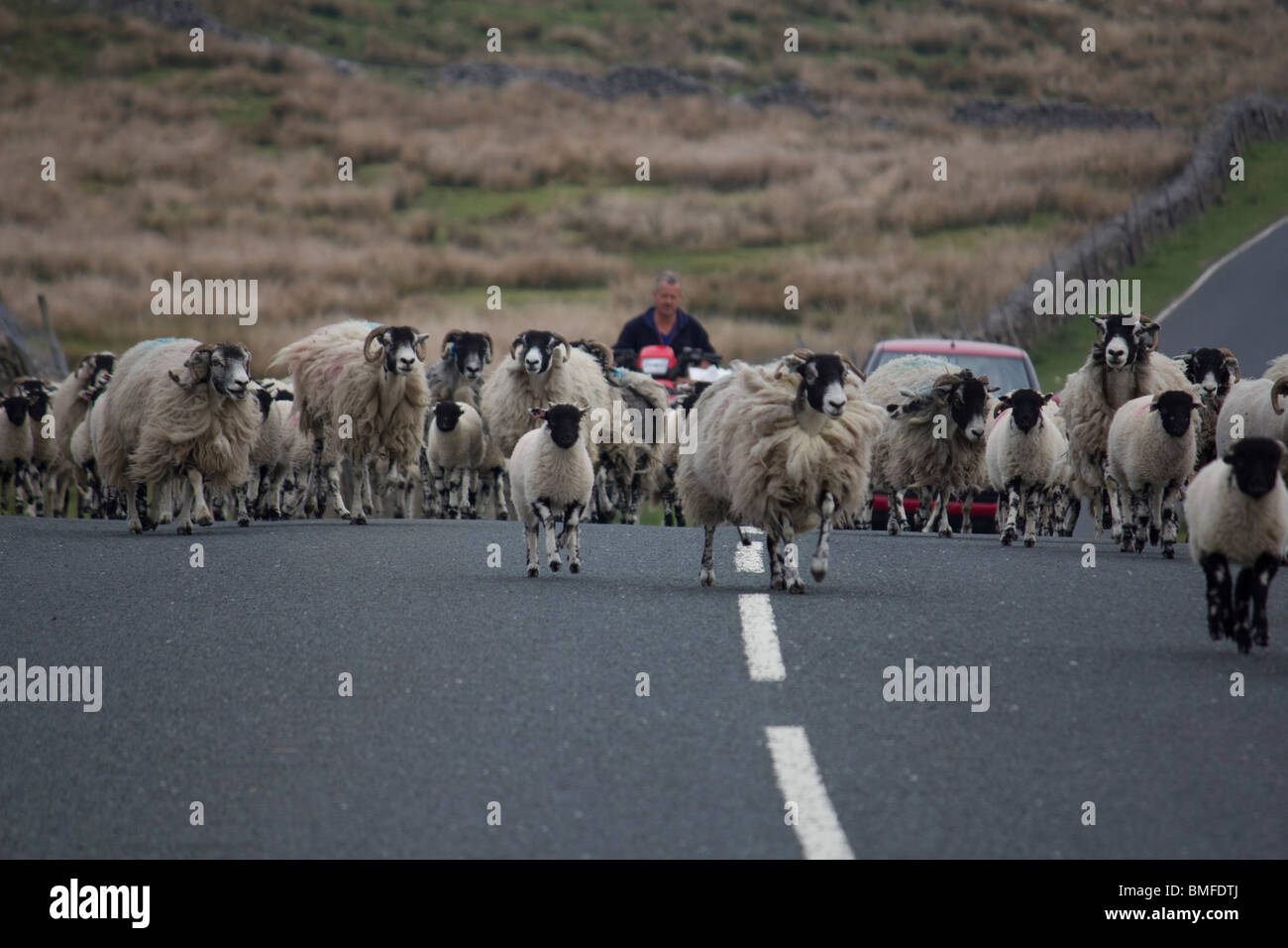 Sheep on the Road, Ribblehead, North Yorkshire Stock Photo - Alamy